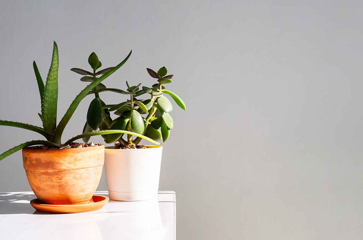 Houseplants That Will Thrive In Direct Sunlight In Your Home The houseplants-that-will-thrive-in-direct-sunlight-in-your-home-the