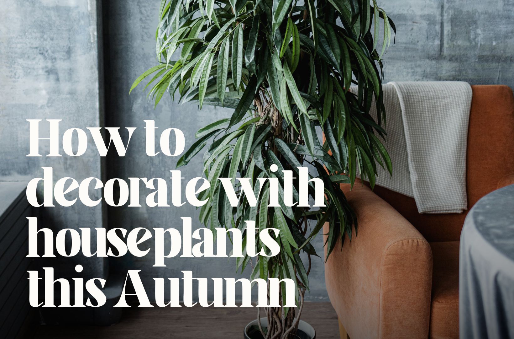 Transform Your Home for Autumn. Creative Ways to Decorate with Housepl ...