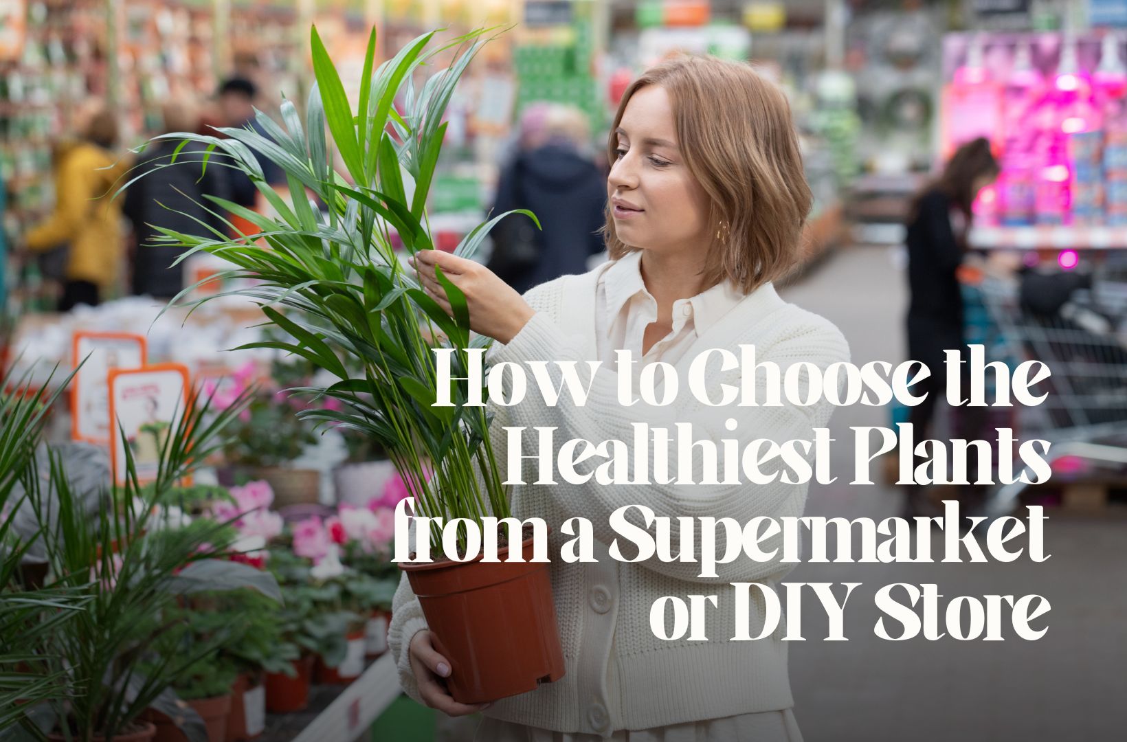 How to Choose the Healthiest Plants from a Supermarket or DIY Store ...