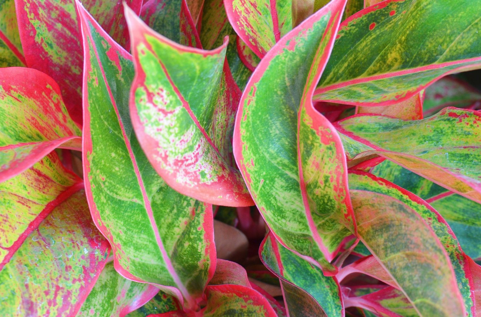 Discover the Unusual: Our Favourite Strange and Unique Houseplants ...