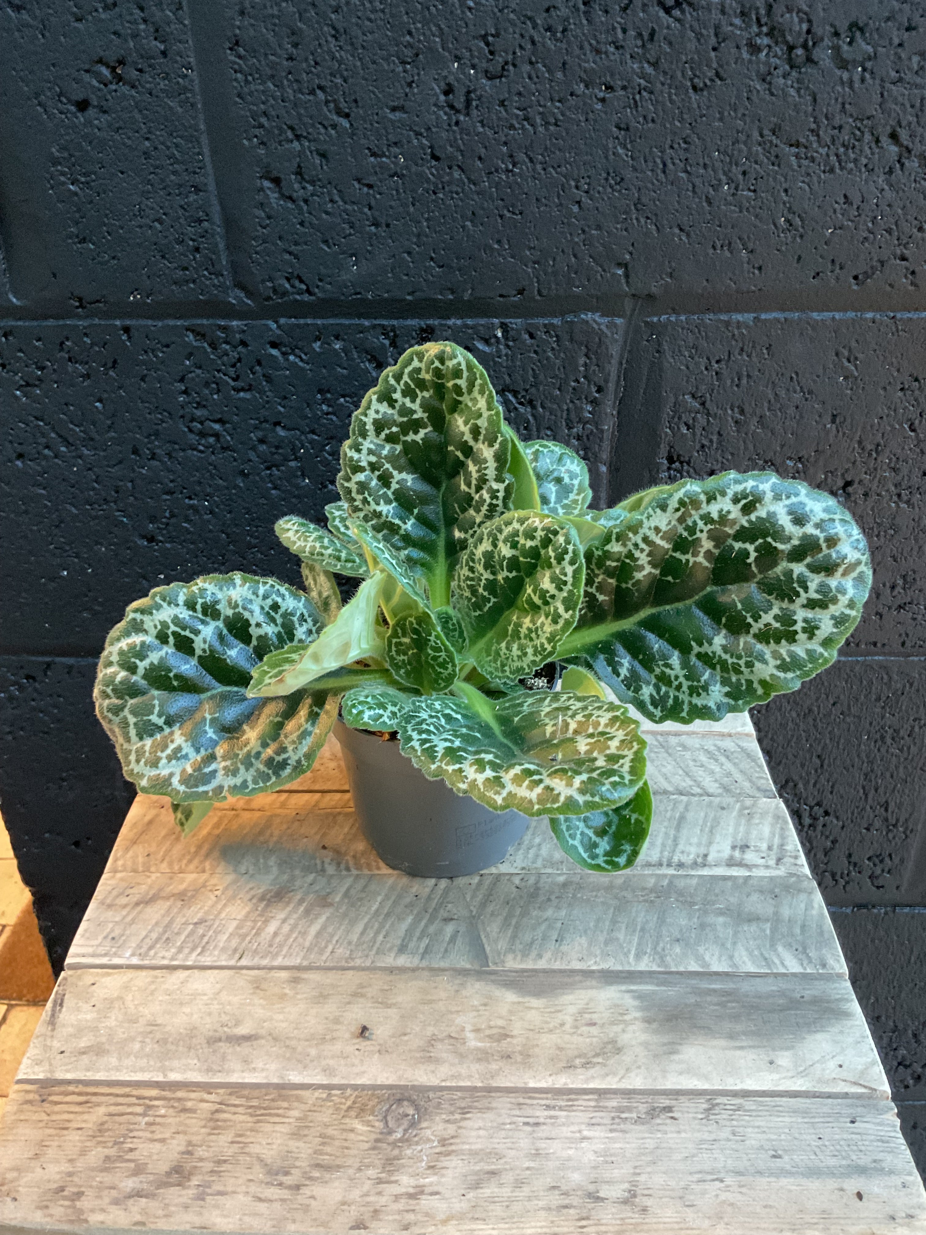 Streptocarpus Pretty Turtle – The Green East